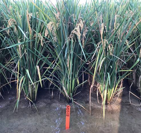 Southeast Department of Agriculture, MRRMC Announce New MM17 Rice Breed