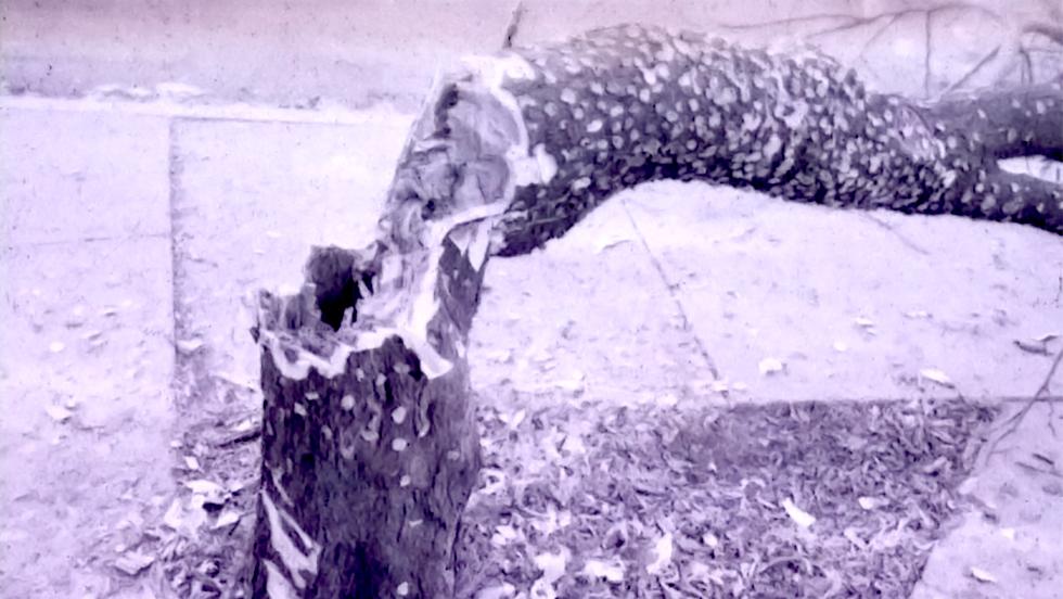 The Rise and Fall of the Gum Tree | SEMO
