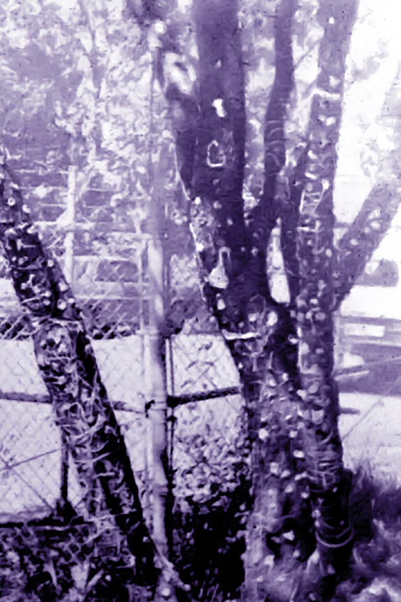 The Rise and Fall of the Gum Tree | SEMO