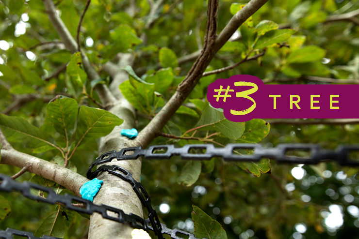 The Rise and Fall of the Gum Tree | SEMO