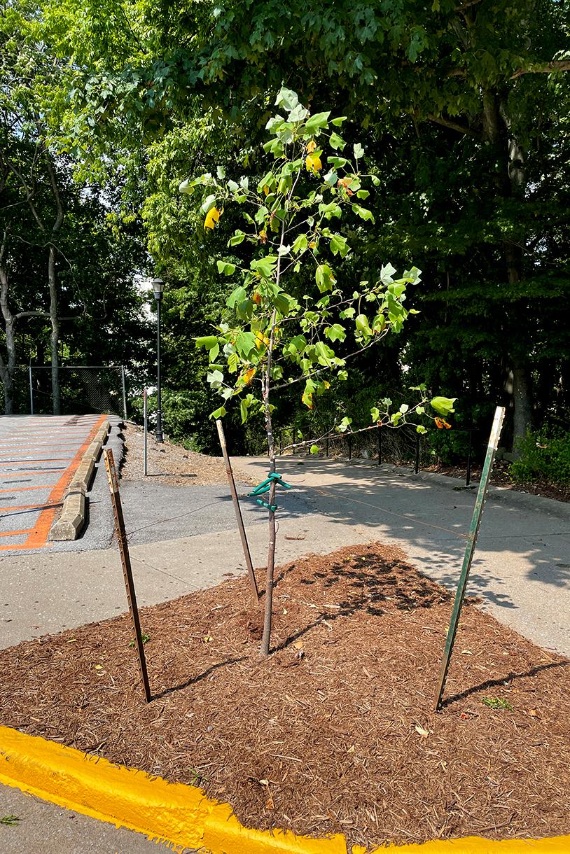 The Rise and Fall of the Gum Tree | SEMO