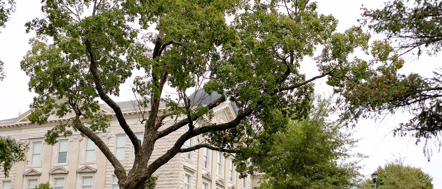 The Engagement Tree | SEMO